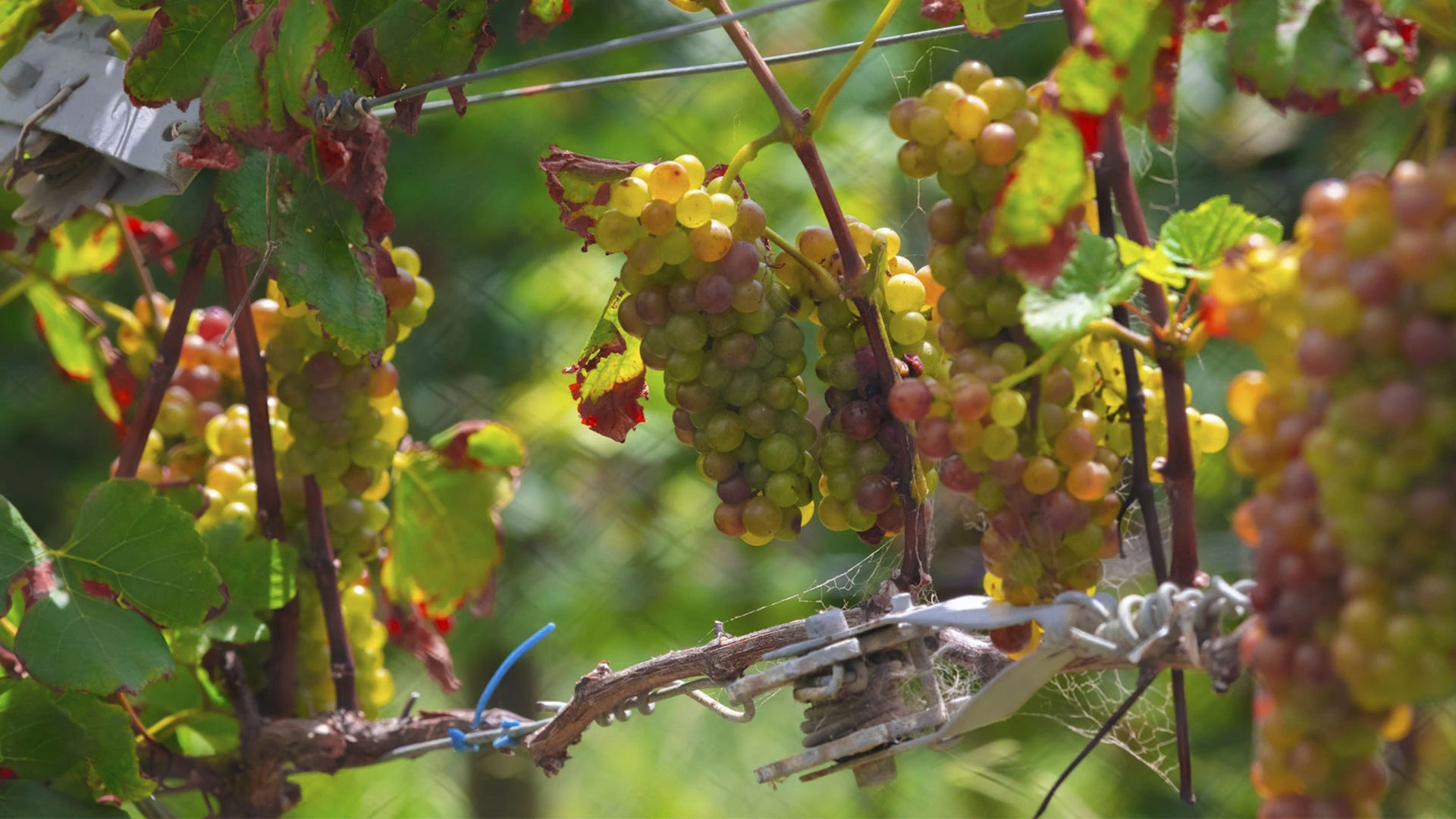 Discover Clairette: Everything You Need to Know About this Grape Varietal